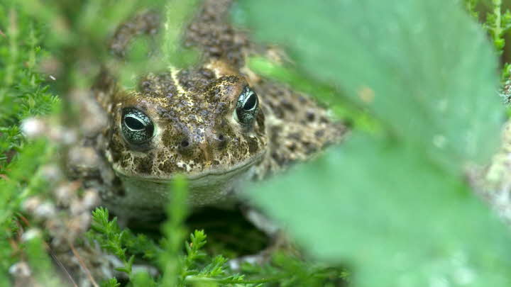 Wildlife sounds to listen out for | The Caravan Club