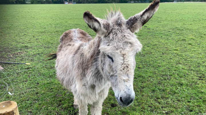 Knowle Donkey Sanctuary Certificated Location | Caravan and Motorhome Club