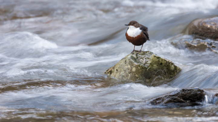 The evolution of the dipper bird | The Caravan Club