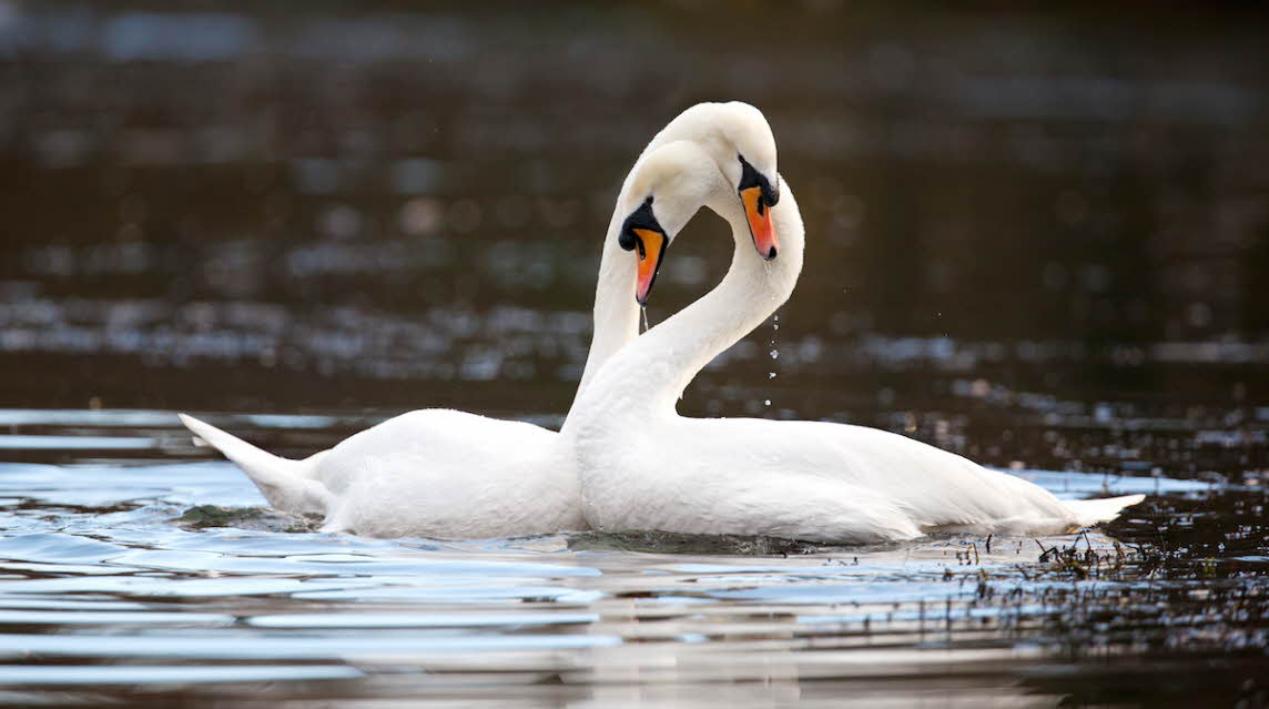 Celebrating the grace and beauty of swans | The Caravan Club