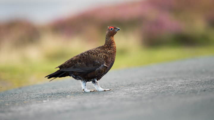 Wildlife sounds to listen out for | The Caravan Club