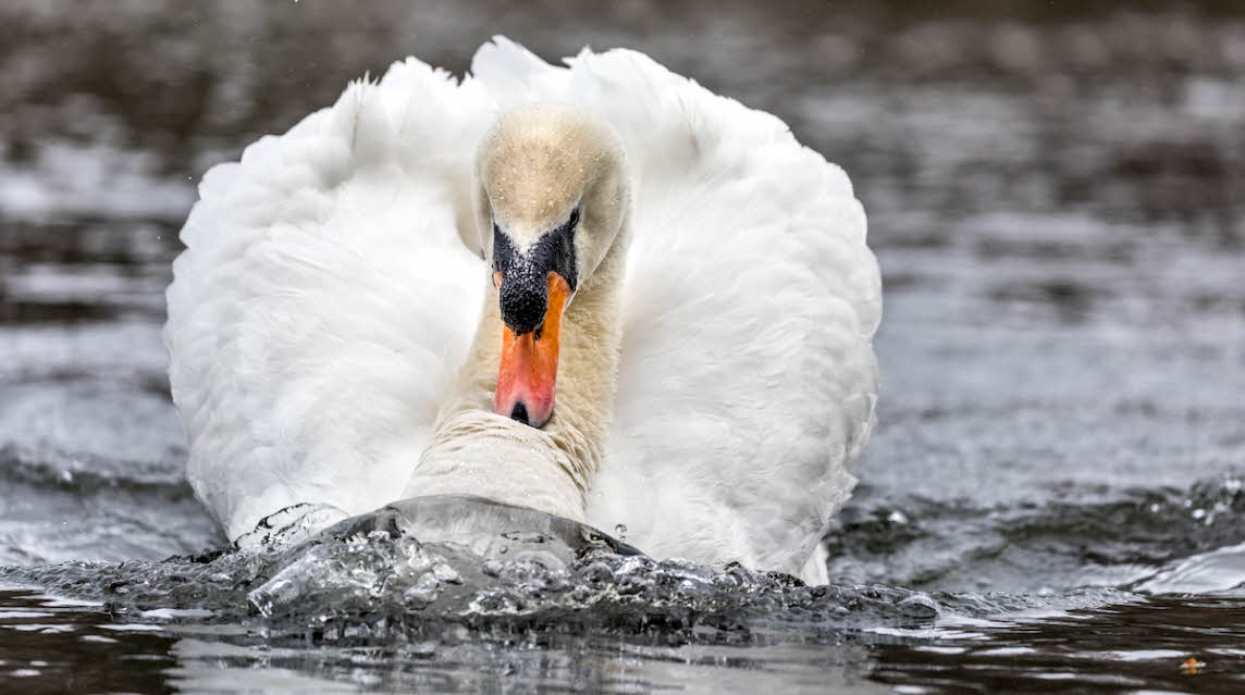 Celebrating the grace and beauty of swans | The Caravan Club