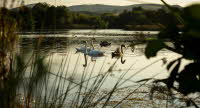 River Breamish Club Campsite | The Caravan Club