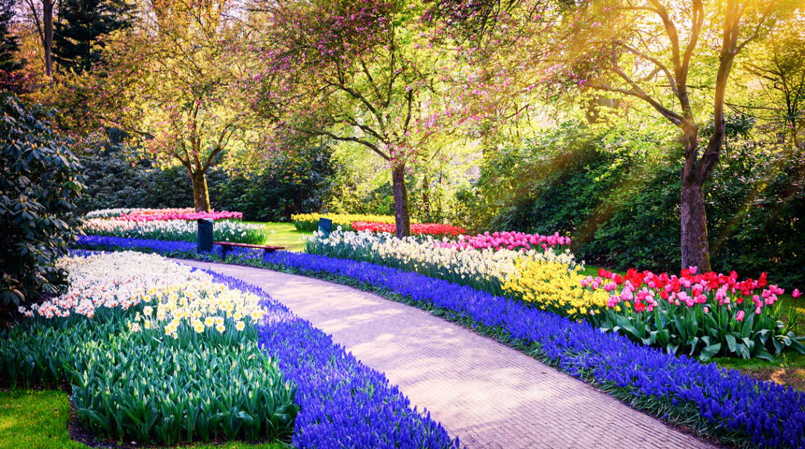 Dutch Bulb Fields Tour | The Caravan Club