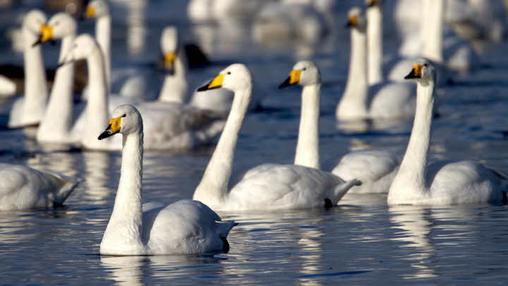 Celebrating the grace and beauty of swans | The Caravan Club