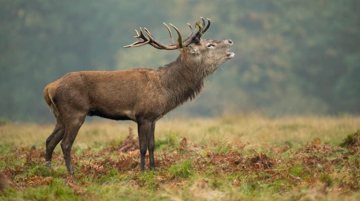 Wildlife sounds to listen out for | The Caravan Club