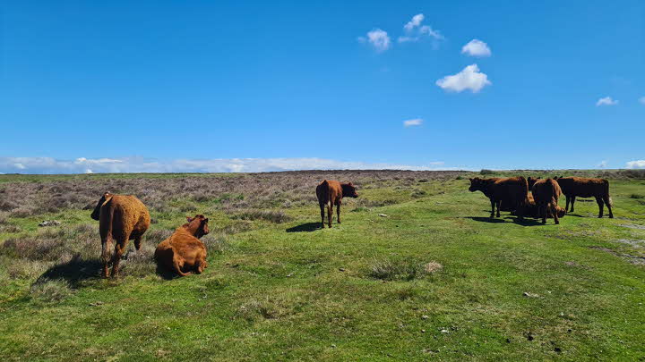 Exmoor House Club Campsite | The Caravan Club