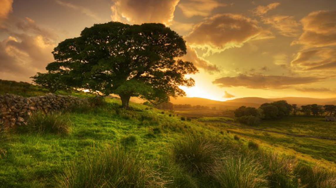 Hawes Club Campsite | The Caravan Club